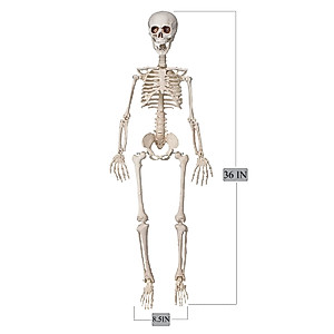 36" Skeleton Halloween Decor, 3FT Posable Halloween Skeleton Decorations for Haunted Houses, Front Lawn, Graveyard Props, Trunk or Treat, Full Body Lifelike Skeleton Model