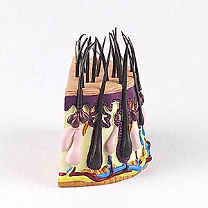 Anatomy Model Anatomical Skin Model - Human Hair Anatomical Magnification Model Growth Process Hair Follicle Anatomy Model - for Medical Educational Aid