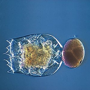 Marine Rotifer (Brachionus), Living