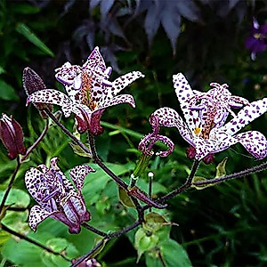QAUZUY GARDEN Japanese Toad Lily 20 Seeds/Seed -Tricyrtis Shade Perennial Deer Resistant Eye-catching Flower for Home Bonsai Garden Decor Easy to Grow