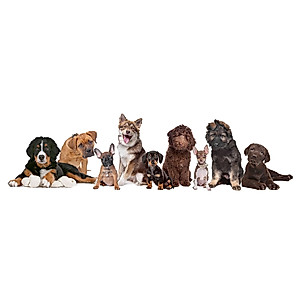 Belly Love - Heart Healthy Probiotic & Digestive Enzymes - Probiotics for Dogs - Gut Flora, Diarrhea & Bowel Support - Dog Supplement Soft Chew for Pet Immune System and Digestive Health