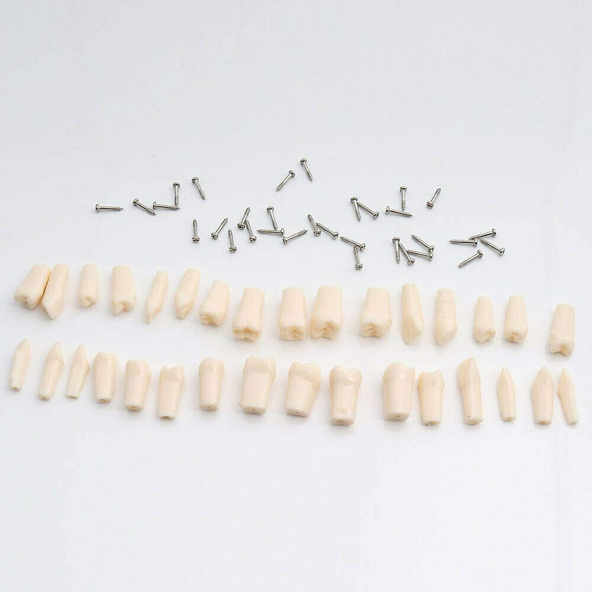 Dental Teaching Study Typodont Model 200 Style Kilgore Nissin Removable Teeth