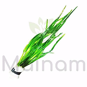 Jungle Vallisneria Spiralis Rooted Easy Background Live Aquarium Plants Decorations 3 Days Live Guaranteed by Mainam
