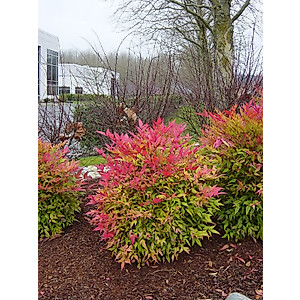 10 Dwarf Firepower Nandina Shrub Nandina Plants 5 to 9 Inc Tall, in 2.5 Inc Pot for Planting Ornaments Perennial Garden Simple to Grow Pots Gifts