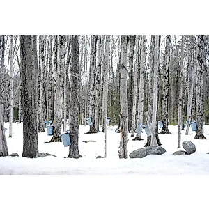 CountryMax Sap Hydrometer Test Cup for Measuring Sugar and Moisture Content, Maple Syrup Making