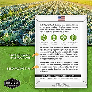 Survival Garden Seeds - Early Round Dutch Cabbage Seed for Planting - Packet with Instructions to Plant and Grow Green Cabbages in Your Home Vegetable Garden - Non-GMO Heirloom Variety
