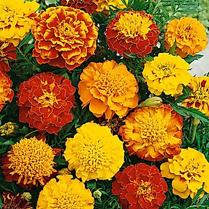2500 Mix French Marigold Seeds - AKA. Tagetes Patula Garden Flower Seed Mix | Red, Yellow, Orange French Marigold Seeds for Planting Annual. Dainty Marietta, Petite French, Sparky French, and More