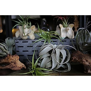 Tillandsia Xerographica Air Plant, Tillandsia Air Plants Live Large Indoor Plants Live Houseplants, Exotic Plants for Succulent Terrarium, Fairy Garden Decor, Succulents Live Plants by Plants for Pets
