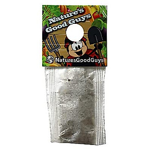 Nature's Good Guys Neoseiulus californicus 10 sachets with 250 Mites