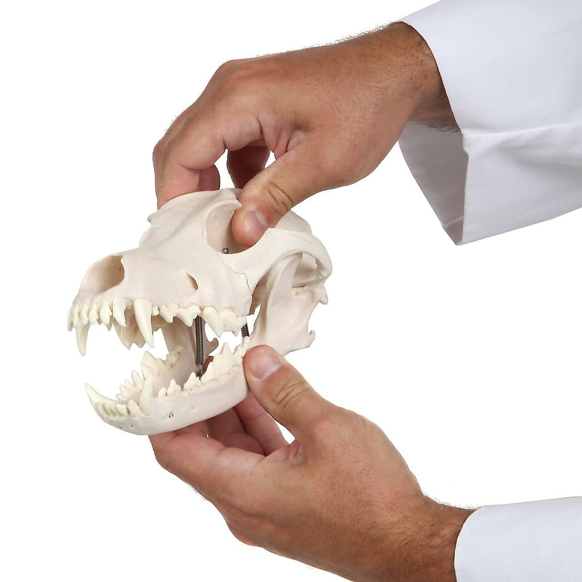 Medical Anatomical Canine (Dog) Skull Model, Life Size