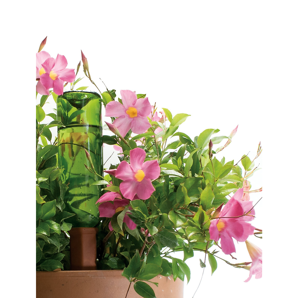 Plant Nanny 6051 4 Count Wine Bottle Stake Set