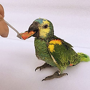 Hemoton 4.7inch Bird Stainless Steel Feeding Spoon, 6Pcs Special Bird Feeding Scoop Spoons, Hand Feeding Spoons for Peony Cockatiel Parrot