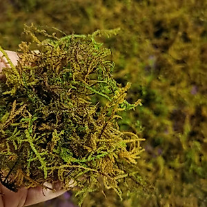 BGUNDI KHZYK 3.5oz Forest Hamster Moss & 1.76oz Hamster Flowers,Hamster Bedding Suitable for Dwarf Hamsters and Syrian Hamsters,Hamster Sprays,Hamster Habitat Decor for Hamster Cage Accessories