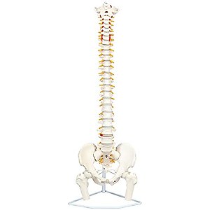 Axis Scientific Full Size Ultra Flexible Spine Model with Removable Femur Heads - Comprehensive Spine Anatomy Model with Nerves, Ideal for Chiropractic Practice and Medical Education
