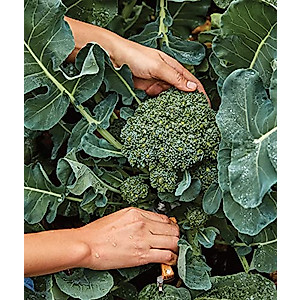 Burpee Sun King Broccoli Seeds 400 seeds