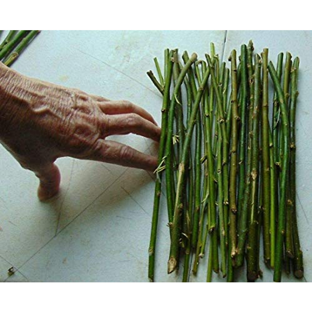 20 Thin Hybrid Willow Trees - Pencil Sizer or Smaller - Grow 20 Trees