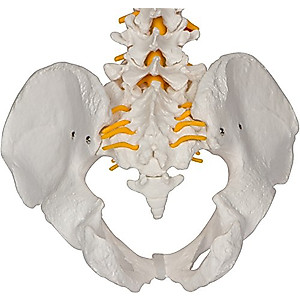 29" Flexible Chiropractic Spine Model with Stand by Trademark Scientific