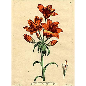 Lilium purpureo oroceum majus/Great Lily witha Purple Saffron coloured flower