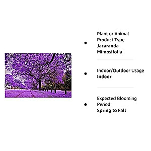 MOCCUROD 20Pcs Purple Jacaranda Mimosifolia Tree Seeds Trumpet Shaped Flower Seeds