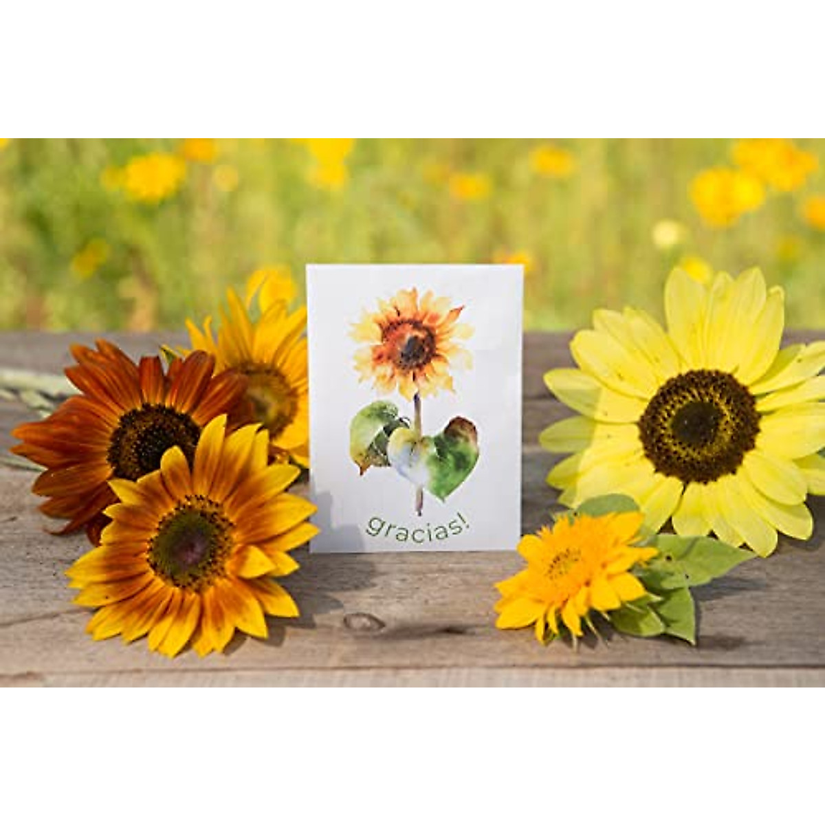 Gracias! 25 Sunflower Seed Packets for Planting - Helianthus Flower Seeds - Garden Seed to Grow Live Plants - A Beautiful Gift That Says Thank You in Spanish - Bentley Seed Co.