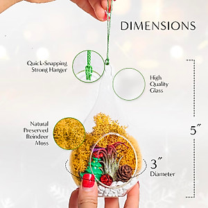 Creations by Nathalie - DIY Holiday Ornaments Terrarium Kit - Live Air Plants - 2 Glass Terrariums, Reindeer Moss, Christmas Figurines, White Stones