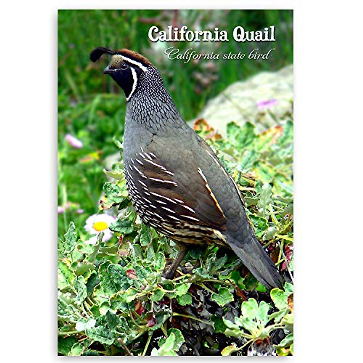 CALIFORNIA postcard set of 20 postcards. CA post card variety pack containing 20 different post cards. Made in USA.