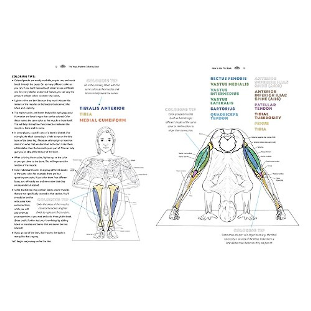 Yoga Anatomy Coloring Book: A Visual Guide to Form, Function, and Movement - An Educational Anatomy Coloring Book for Medical Students, Yoga ... & Adults (Volume 1) (Anatomy Coloring Books)