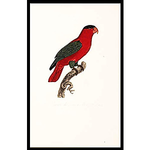 Variete du Lori α collier [Purple-naped Lory (Lorius domicellus)]