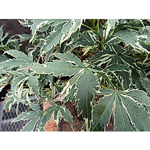 39 Year Old Japanese Butterfly Maple Specimen Bonsai Tree