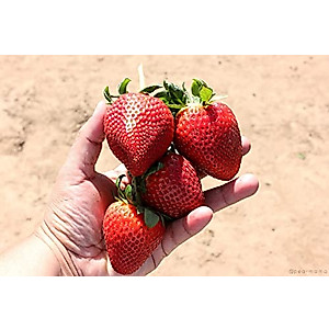 ALLABOARD California Strawberry Seeds for Planting | Heirloom Organic Sweet Strawberry Seeds for Hydroponic Garden - 500 Seeds (California Strawberry)