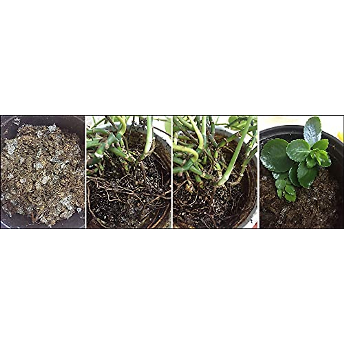 Commercial Grade Super Absorbent Polymer Potassium Based Water Crystal (1 Pound)