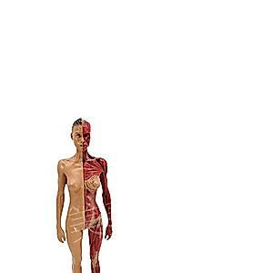 Human Body Musculoskeletal Anatomical Model for Study and Teaching (30CM1)
