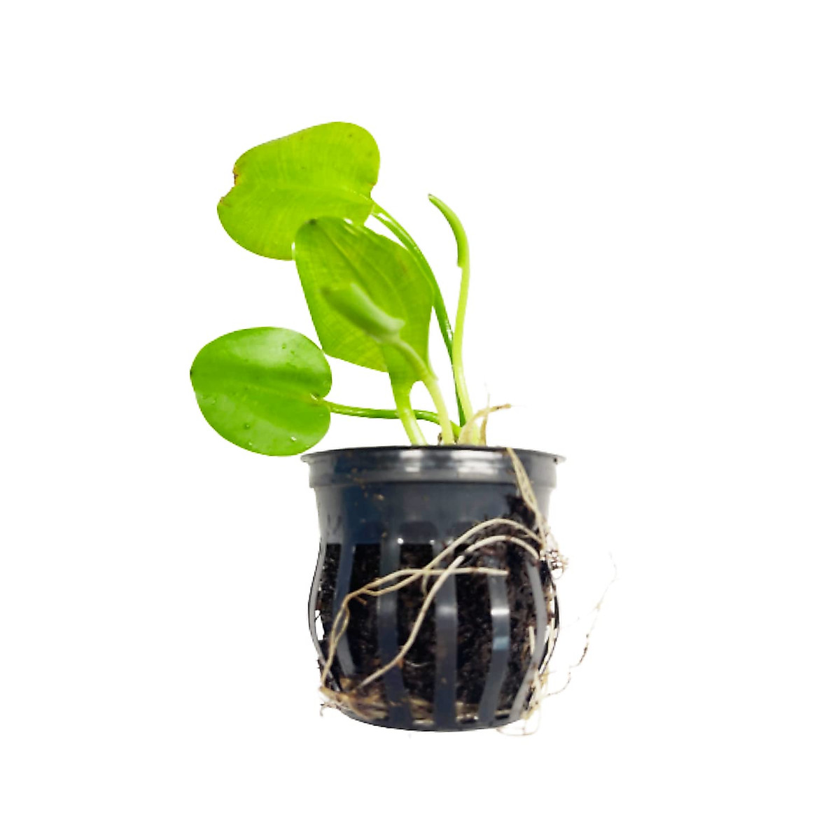 Mainam Water Poppies Golden Bulb Hydrocleys Nymphoides Live Aquarium Plants Decorations Freshwater Fish Tank Aquatic Plant3 Days Pond Tropical