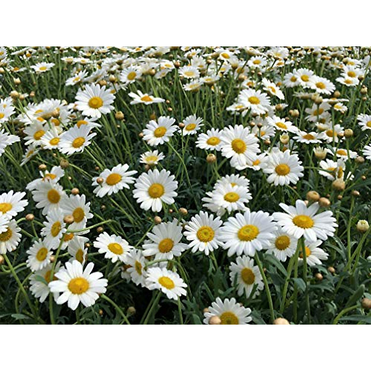Sow Right Seeds - German Chamomile Seeds for Planting - Non-GMO Heirloom Seeds; Instructions to Plant and Grow an Herbal Tea Garden, Indoors or Outdoor; Great Gardening Gift. (1)