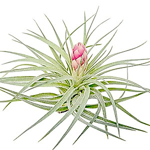Large Air Plants - 1 Hybrid No. 1-4 to 6 Inch Air Plant - Color & Form Varies by Season - 30 Day Guarantee on Tillandsia from The Drunken Gnome (1, One Size 4-6")