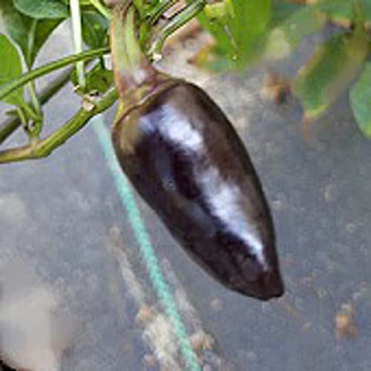 Jalapeno Hot Peppers (Purple) Seeds (20+ Seeds) | Non GMO | Vegetable Fruit Herb Flower Seeds for Planting | Home Garden Greenhouse Pack