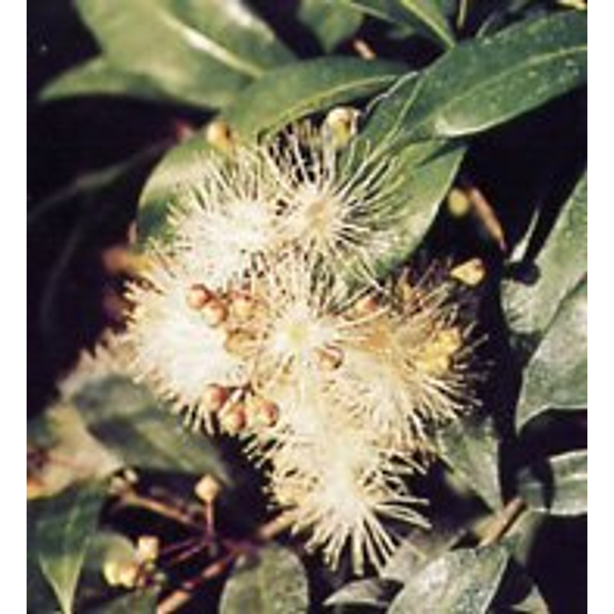 Bonsai Boy's Flowering Brush Cherry Bonsai Tree - Medium Eugenia Myrtifolia