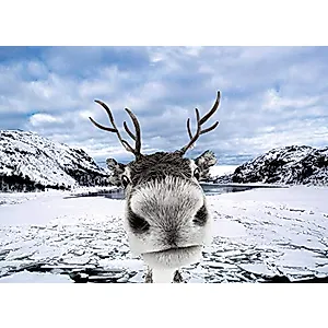 Psaris Productions Reindeer Funny Christmas Cards Boxed With Envelopes Set of 12 Holiday Cards and 12 Envelopes. Made in USA.