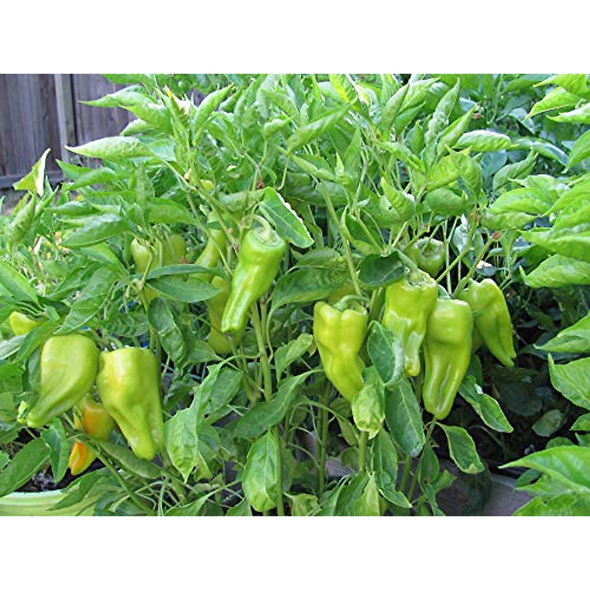 "Cubanelle" Sweet Pepper Seeds for Planting, 100+ Heirloom Seeds Per Packet, (Isla's Garden Seeds), Non GMO Seeds, Botanical Name: Capsicum annuum, Great Home Garden Gift