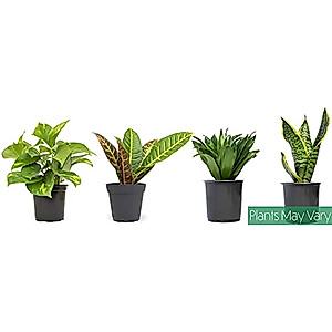 Altman Plants, Classic Houseplant Collection (4PK) Live Plants Indoor Plants Live Houseplants in Plant Pots, Easy House Plants Indoors Live, Snake Plant, Pothos in Potting Soil, Clean Air Plants