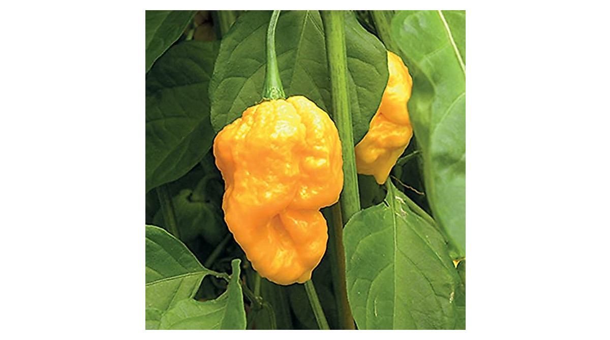 Yellow Trinidad Moruga Scorpion Seeds - Extreme Heat! Grow Your Own
