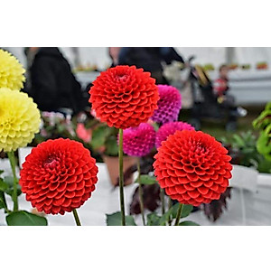 Seeds4planting - Seeds Dahlia Pompon Mix Annual Beautiful Flower Non GMO