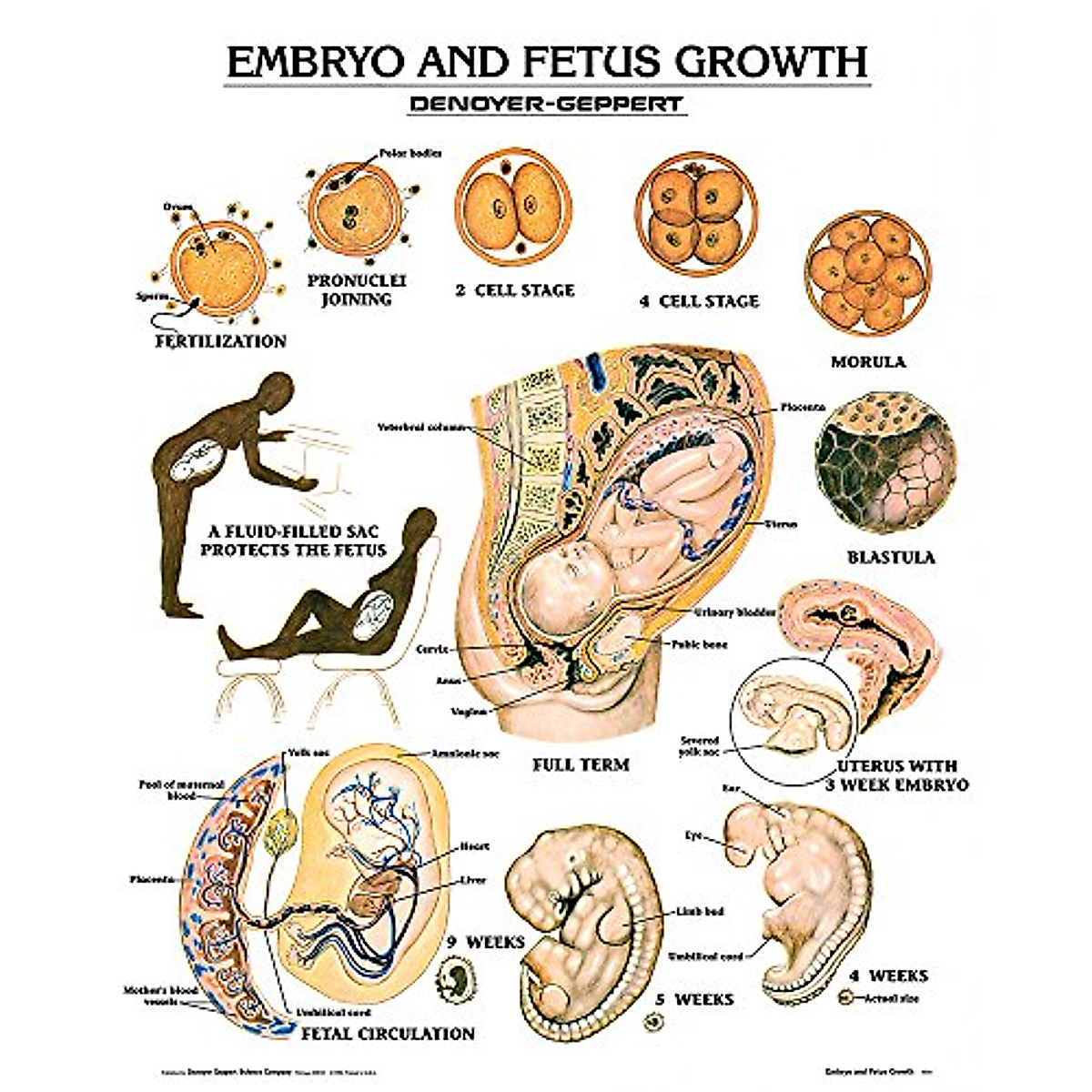 Embryo Fetus Growth Wall Chart, Unmounted