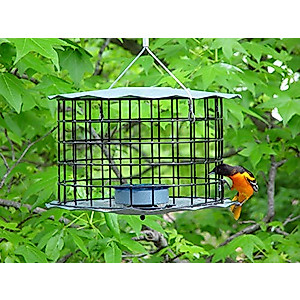 Erva Bluebird Feeder - Includes Meal Worm Cup - Designed to Keep Squirrels Out - Made in The USA