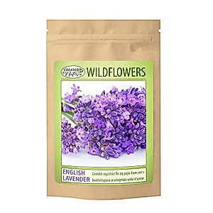 English Lavender Flower Seeds for Planting - Over 3,000 Premium Seeds - Attracts Pollinators - Non GMO