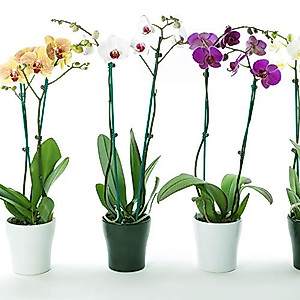 Jetec 50 Pieces Orchid Clips Plastic Garden Plant Clips with 30 Pieces Green Bamboo Plant Stakes, 30 Pieces Metallic Twist Ties for Supporting Stems Vines Stalks Grow Upright (38 cm)