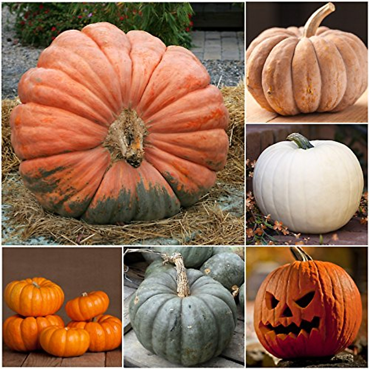 Seed Needs, 100+ Spooky Blend / Mixture Pumpkin Seeds for Planting (Lumina White, Jack O Lantern, Baby Boo, Blue Jarrahdale, Cinderella, Fairytale & More!) Heirloom, Non-GMO & Untreated Bulk