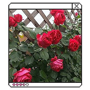 OHXSM Rare Plant Seed 100 Pcs Red Climbing Rose Seeds Garden Flower Plant Seeds