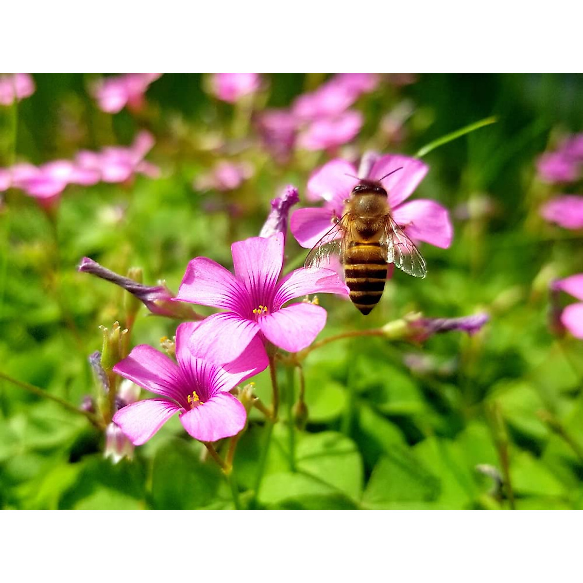 Green Shamrock Bulbs 15 Luck Oxalis Bulbs to Plant, Easy to Grow Indoors Outside The Novice Gardener's Choice