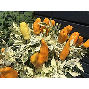 Orange Fish Pepperoncini Bonchi Bonsai Pepper Premium Seed Packet